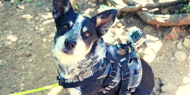 5 Best GoPro Dog Harness Mounts Reviewed for 2024